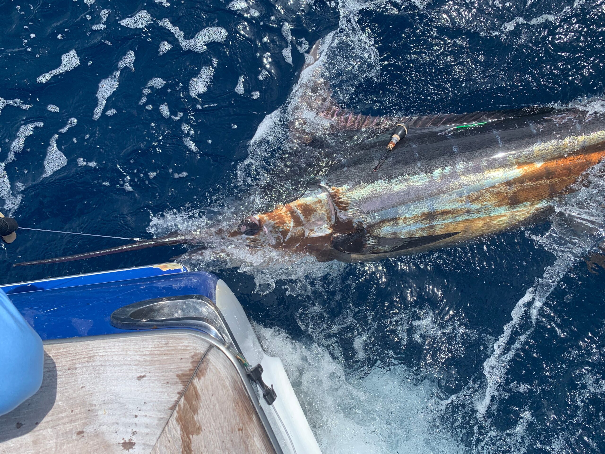 376 | Gray FishTag Research