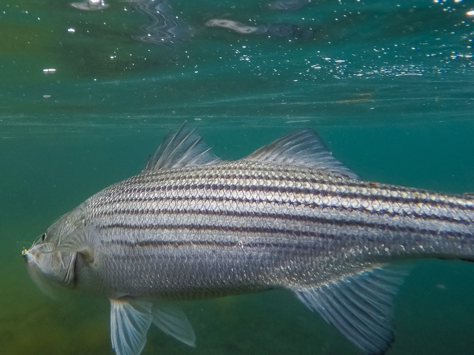 Little Chance | Gray FishTag Research