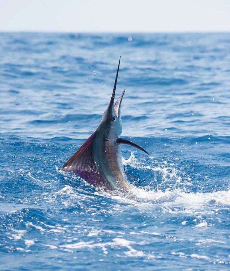 Gil | Gray FishTag Research