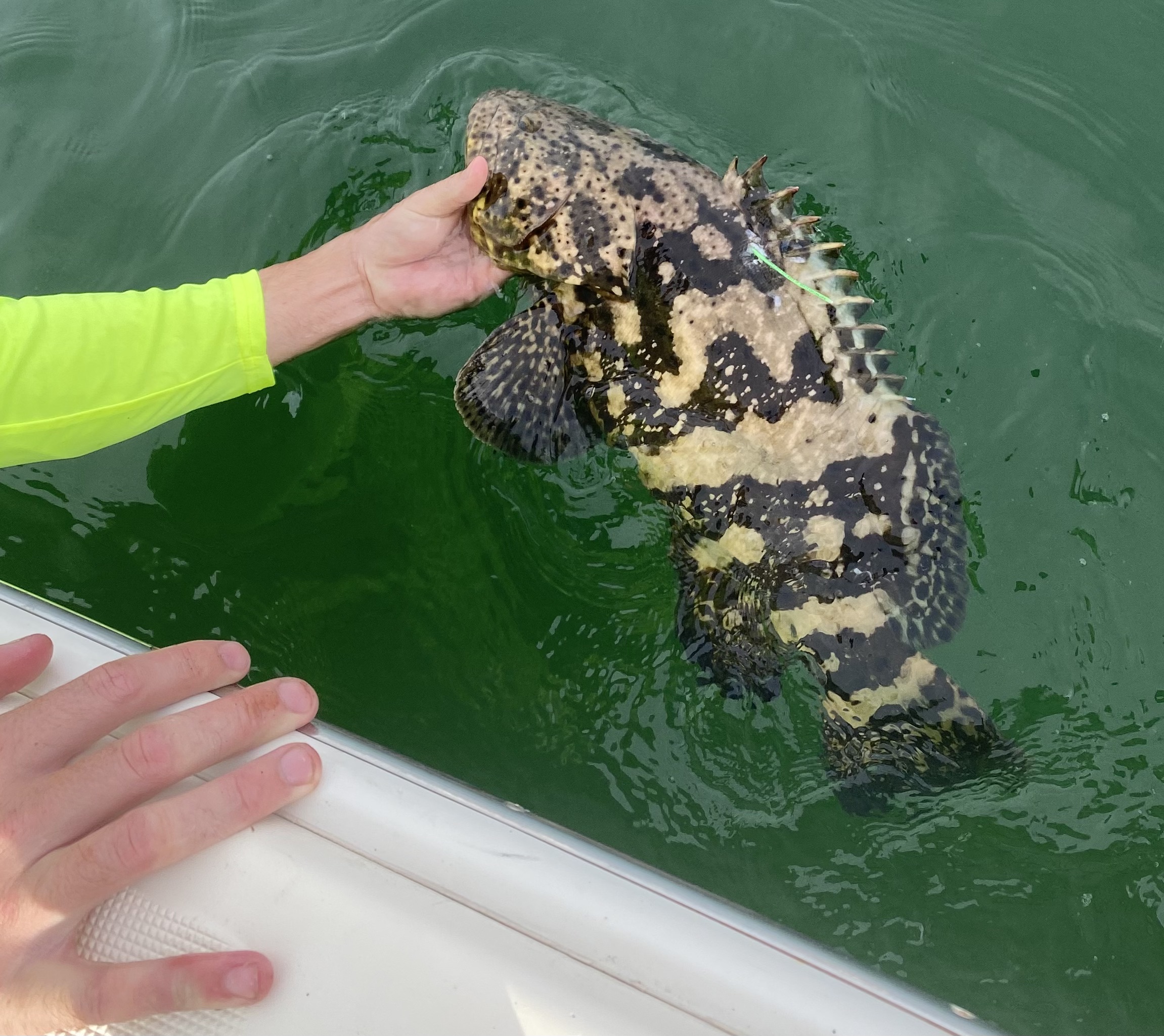 Homelander | Gray FishTag Research