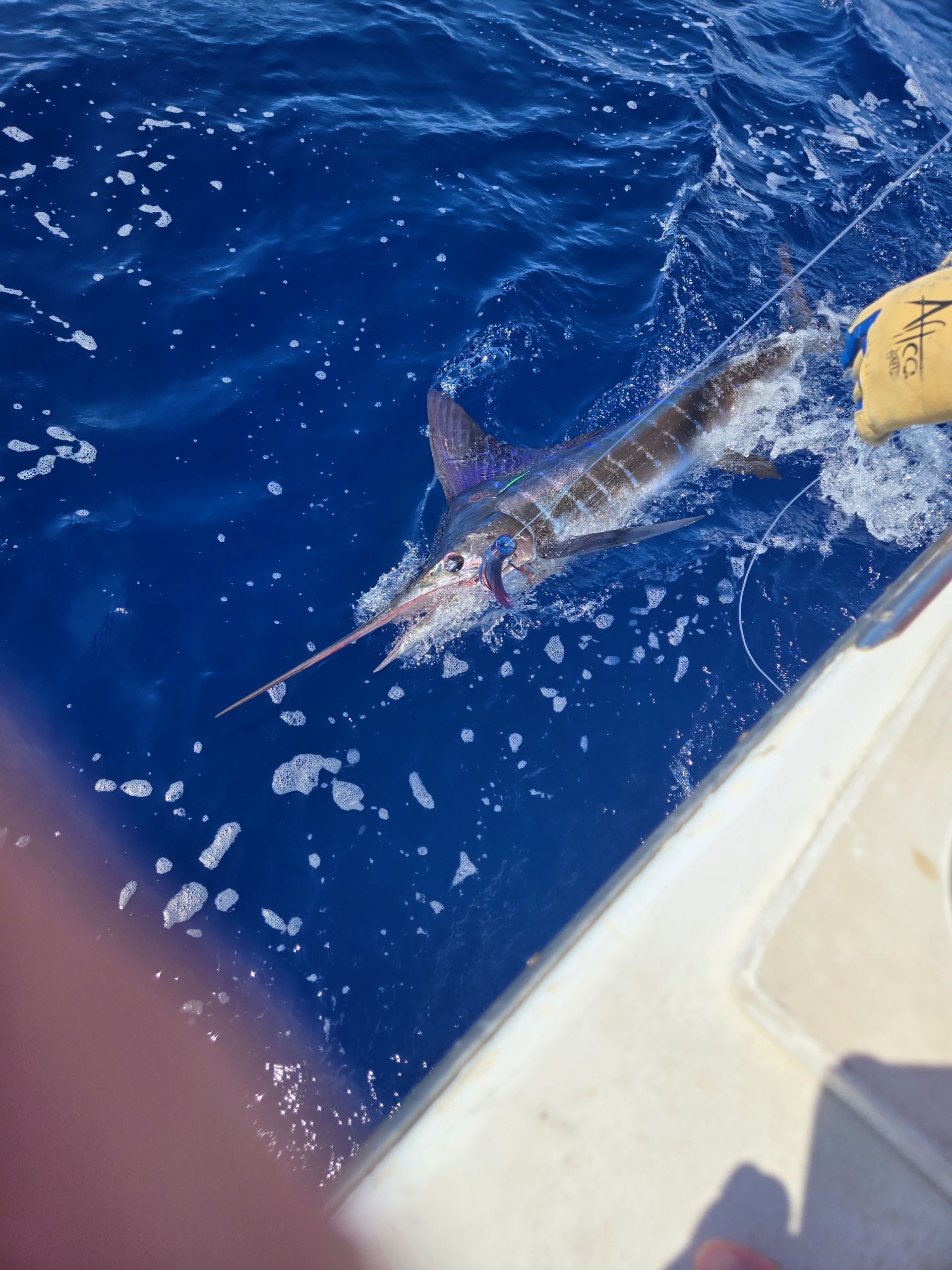 REX | Gray FishTag Research